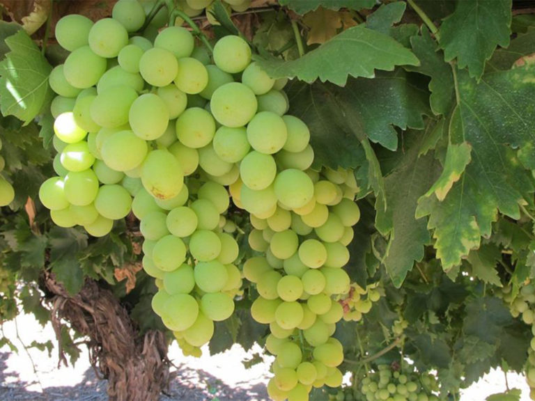 Stone sorte grozdja - Cene i prodaja loznih kalemova stohih sorti