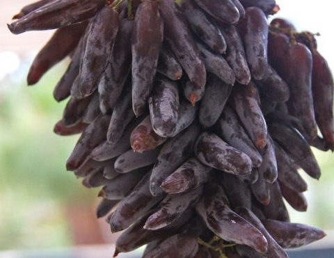 Stone sorte grozdja - Cene i prodaja loznih kalemova stohih sorti