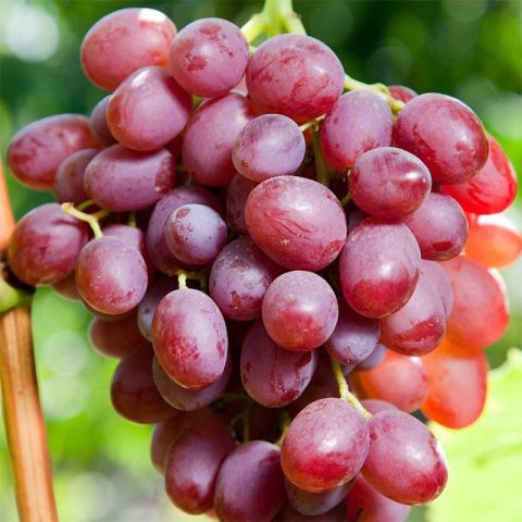 Stone sorte grozdja - Cene i prodaja loznih kalemova stohih sorti